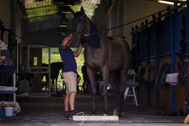 About Southern Show Stables - Southern Show Stables